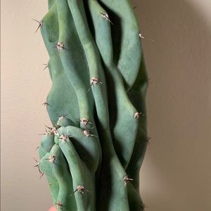 Accents | Very Rare Blue Monstrose Night Blooming Cactus | Poshmark